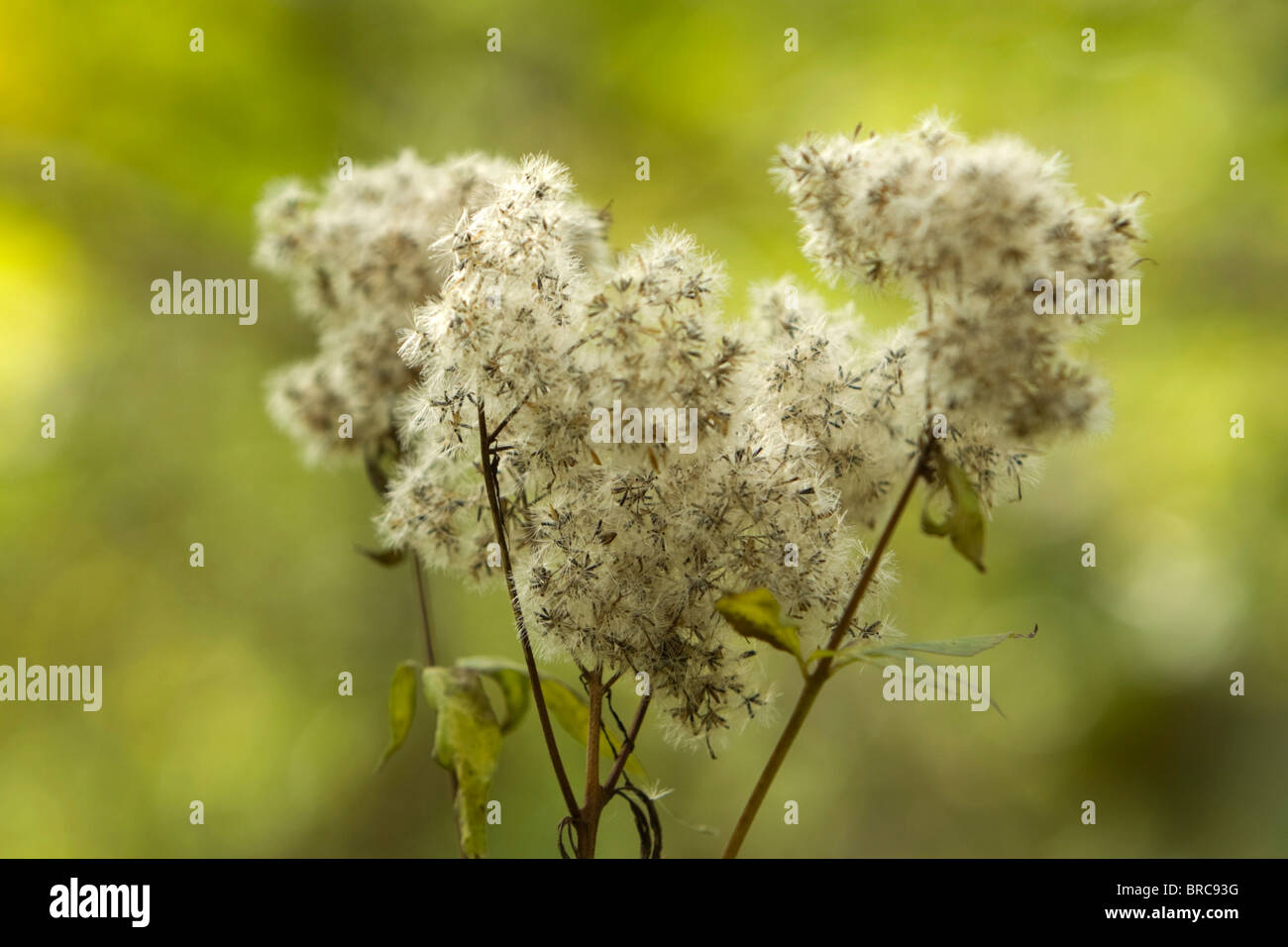 A dead seed head of a plant Stock Photo - Alamy
