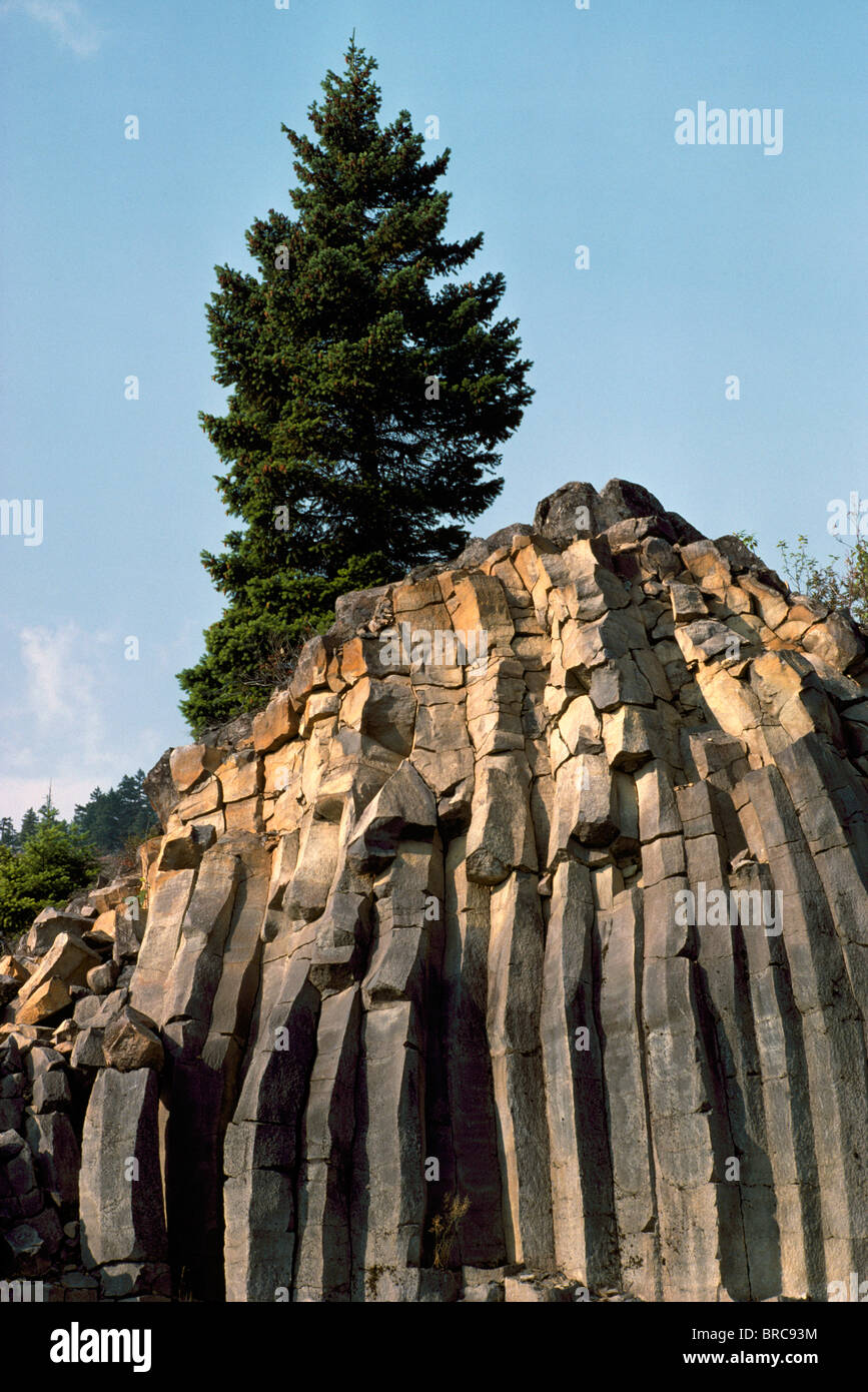 Basalt Columns and Rock Formation, Douglas Fir Tree (Pseudotsuga ...