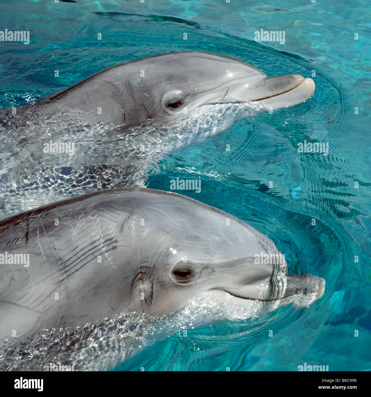 A pair of Common Bottlenose Dolphins Stock Photo - Alamy A pair of Common Bottlenose Dolphins Stock Photo - Alamy
