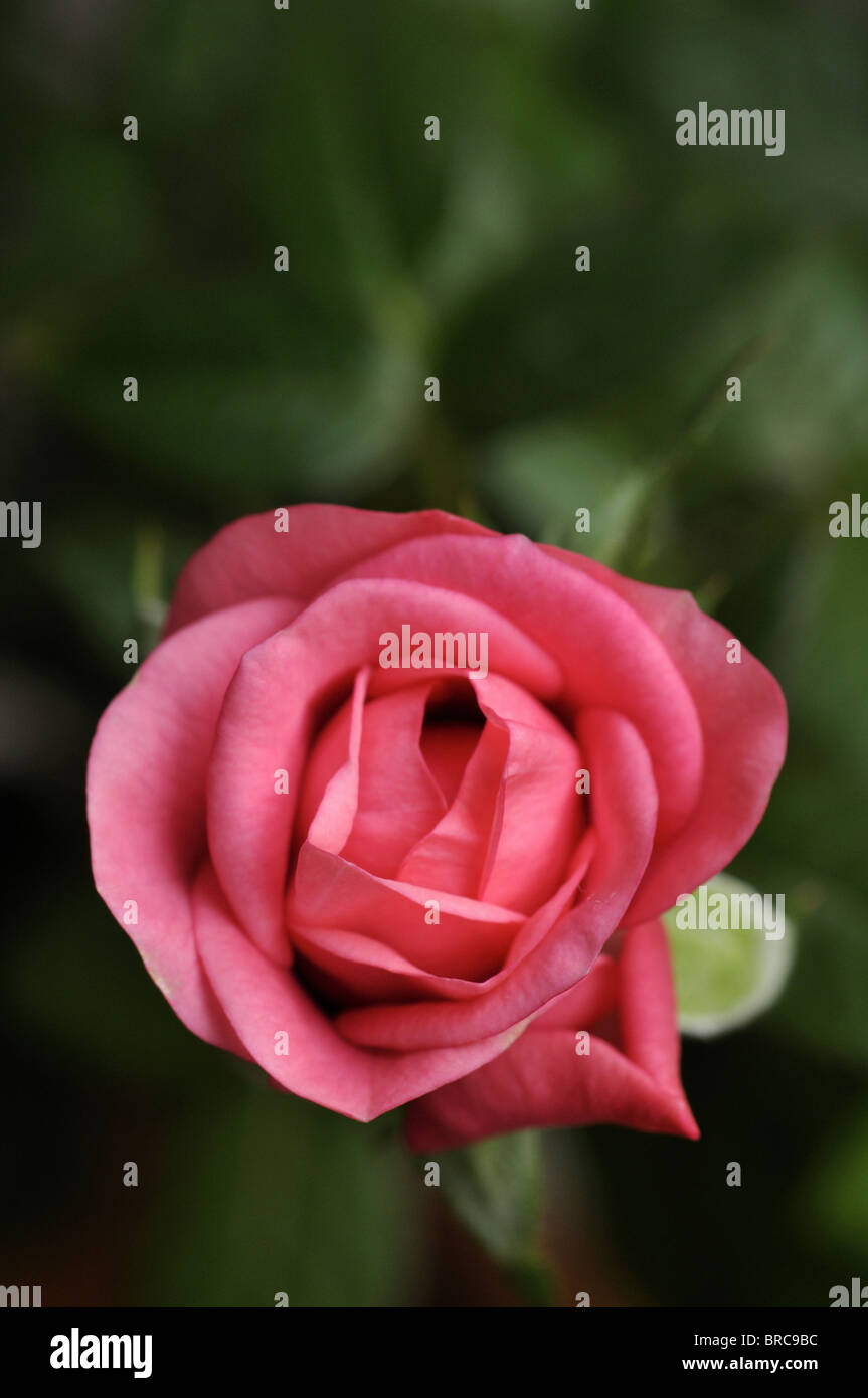 Pink miniature rose Stock Photo - Alamy