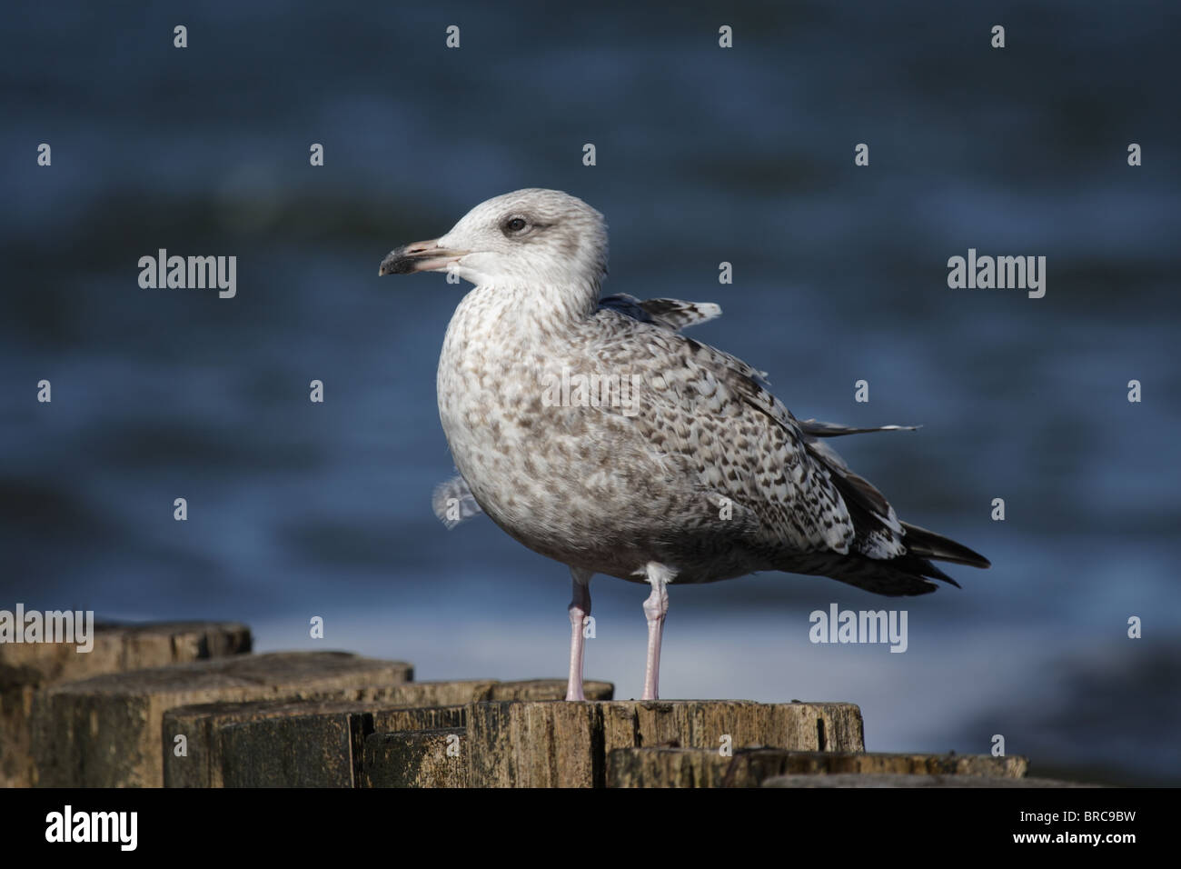A juvenile Herring Gull (Larus argentatus) sitting on a wooden jetty at ...