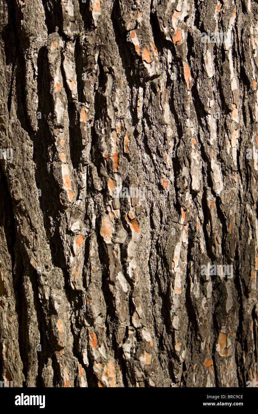 A fur tree hi-res stock photography and images - Alamy