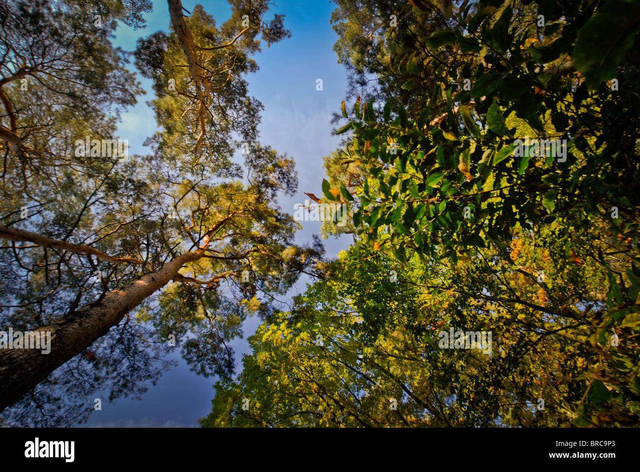 District of grunewald hi-res stock photography and images - Alamy