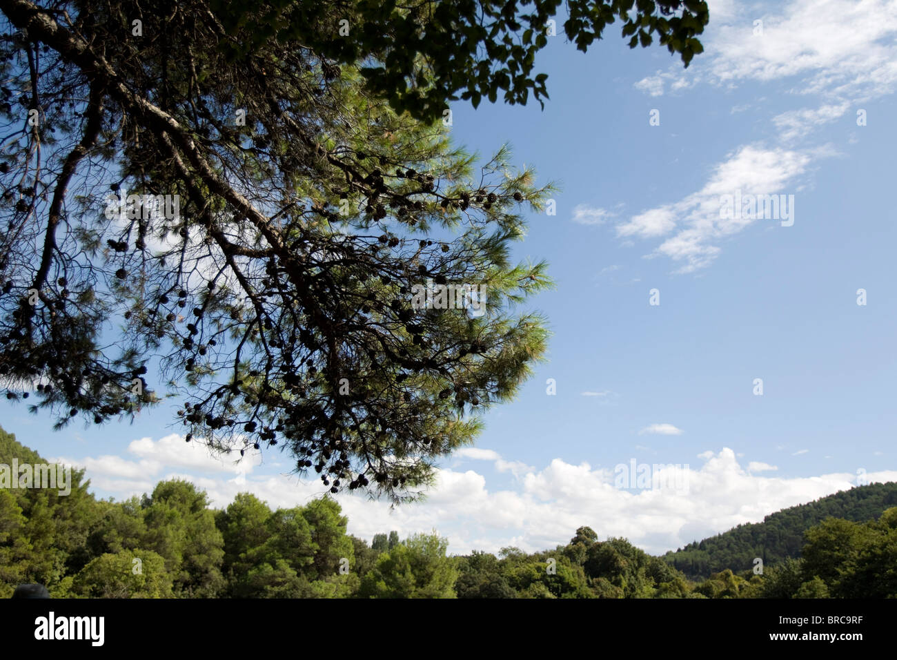 Overhanging pine tree hi-res stock photography and images - Alamy