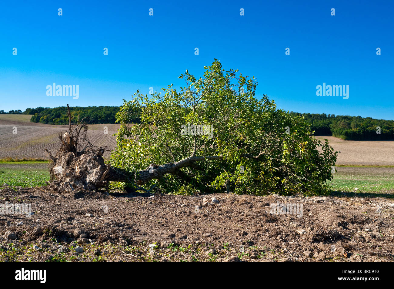 Walnut root wood hi-res stock photography and images - Alamy