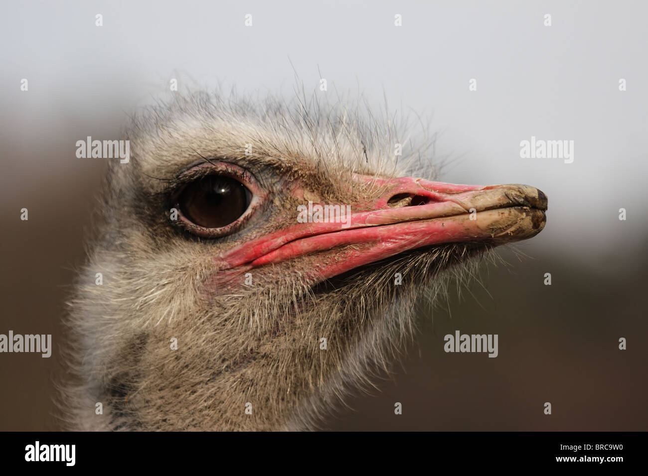 Close up of an Ostrich head Stock Photo - Alamy
