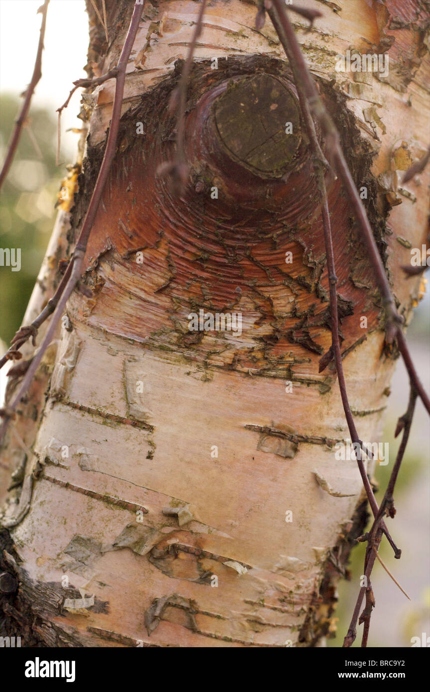 silver birch trunk Stock Photo - Alamy