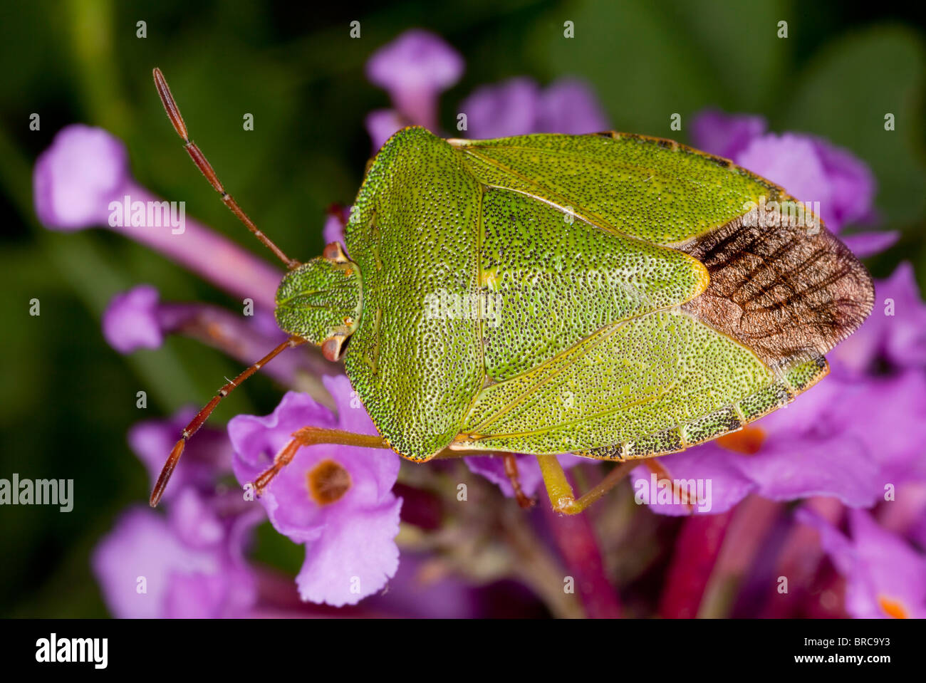 Common Green Shield Bug, Palomena prasina, adult in garden on Buddleia ...