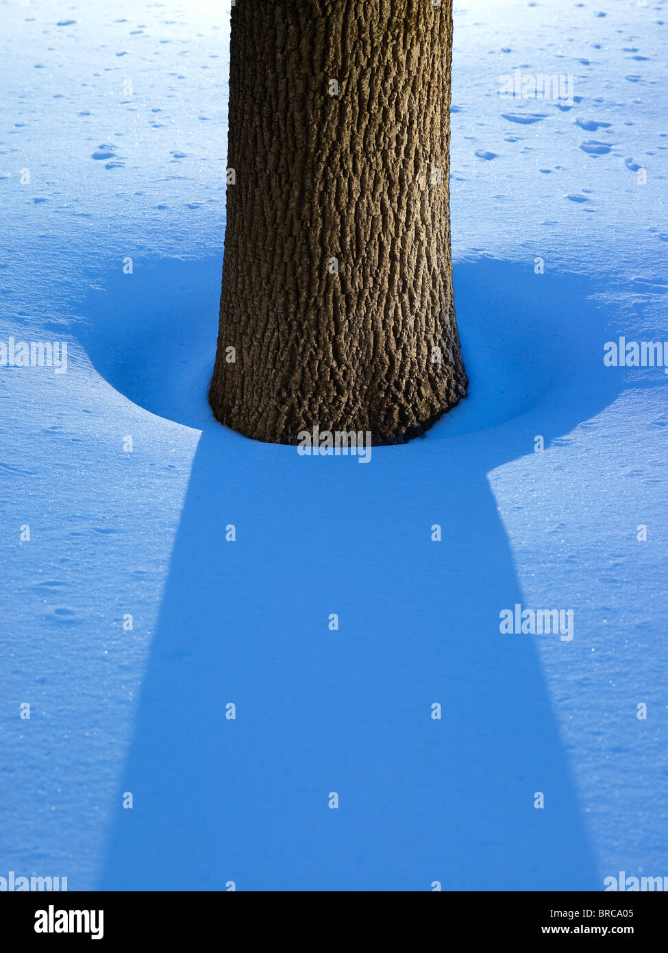 Artistic tree hi-res stock photography and images - Alamy