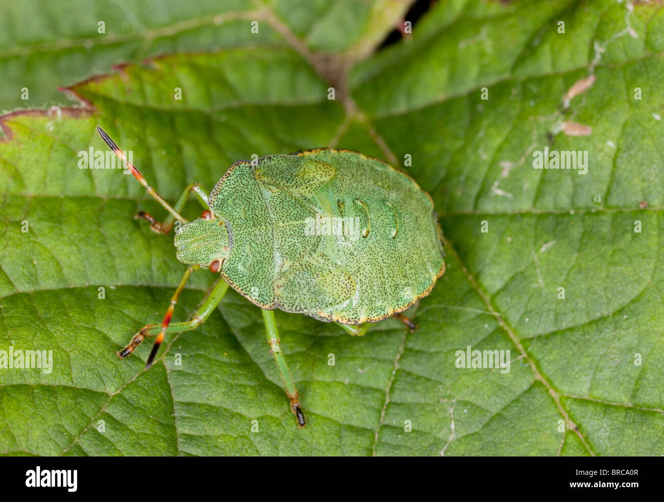 Common green shield bug hi-res stock photography and images - Alamy