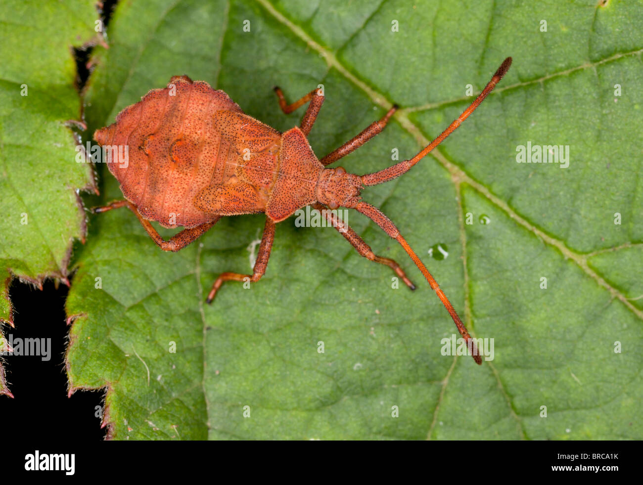 Nymph squashbug hi-res stock photography and images - Alamy