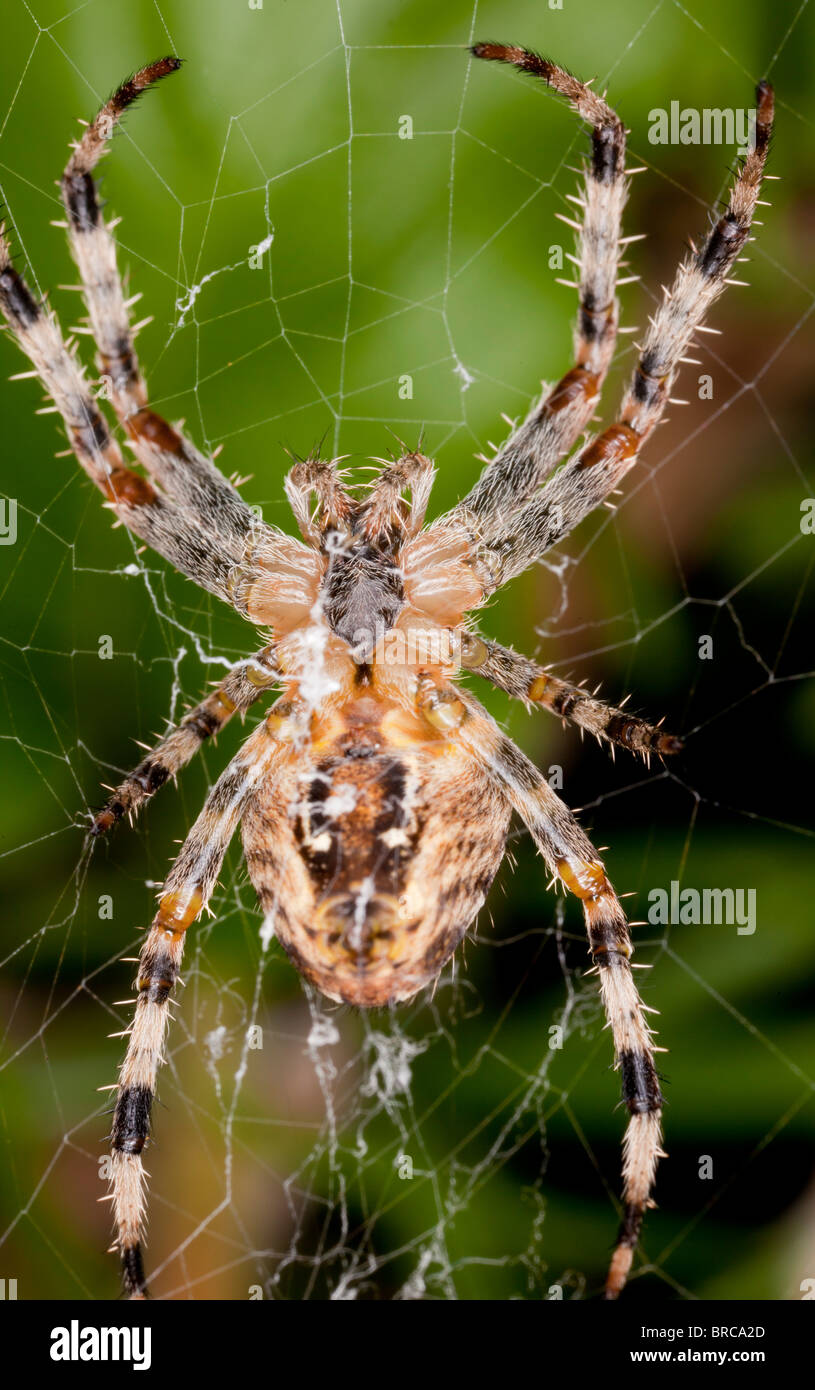 Female Garden Spider, Araneus diadematus from below Stock Photo - Alamy