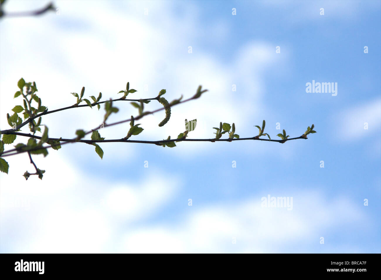 Young silver birch hi-res stock photography and images - Alamy