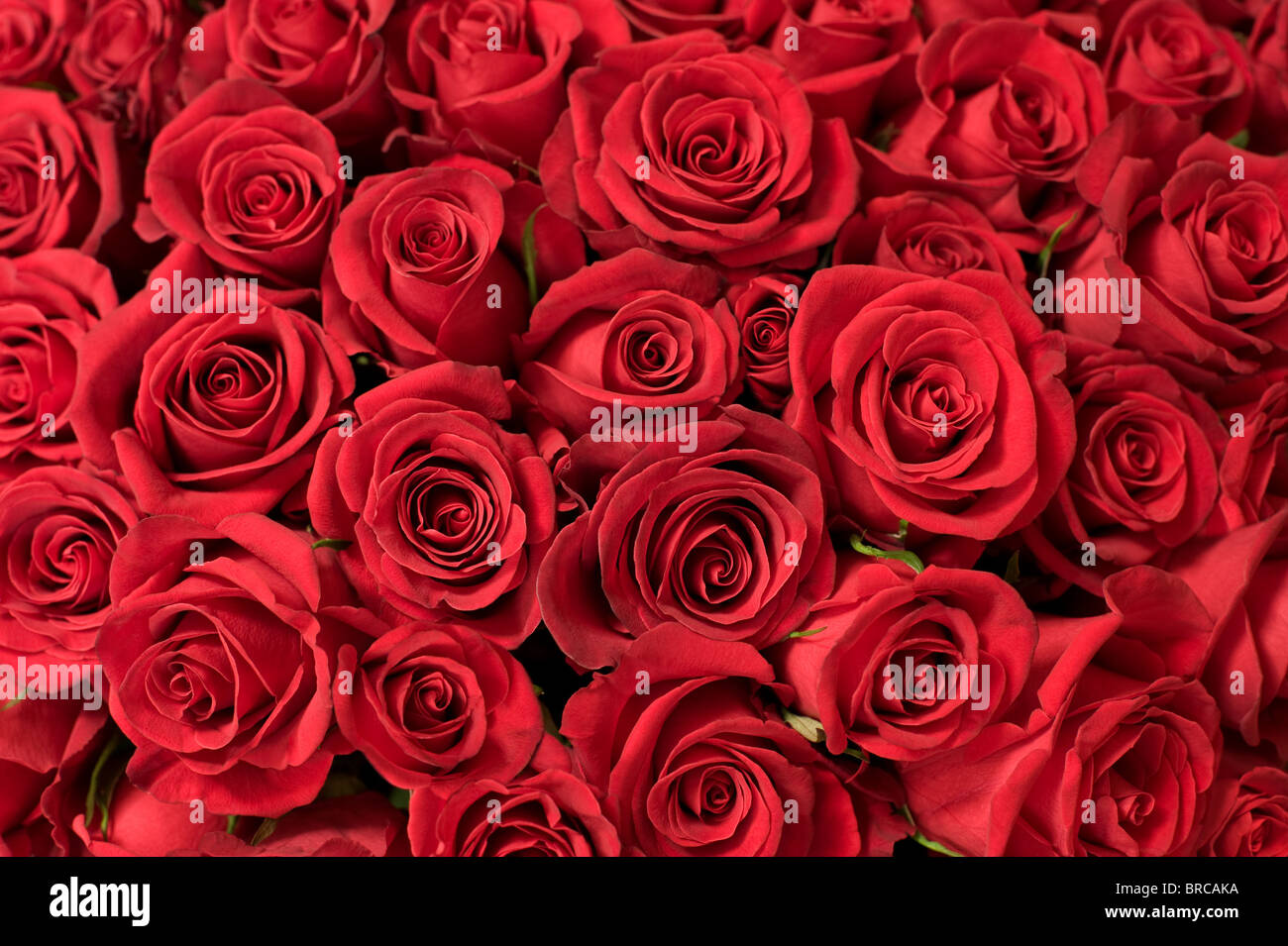 Many red roses hi-res stock photography and images - Alamy