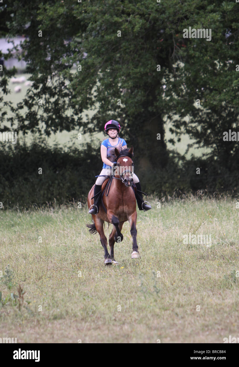 A teenage girl riding a beautiful bay Welsh Cob Stock Photo - Alamy
