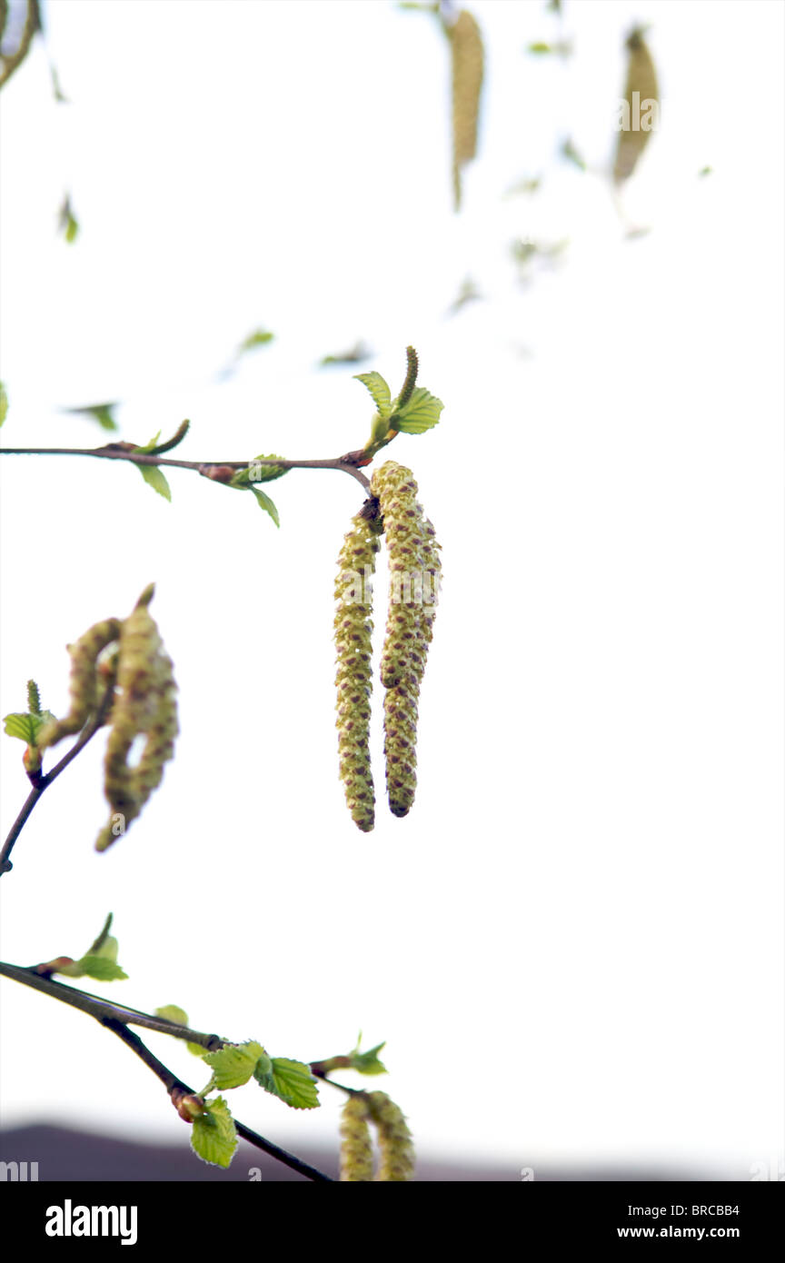 Young silver birch hi-res stock photography and images - Alamy