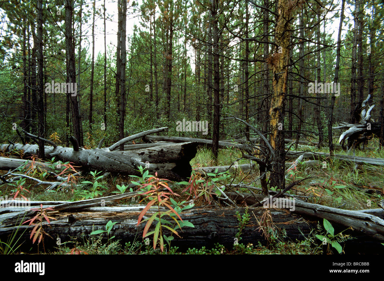 Enduring surviving hi-res stock photography and images - Alamy