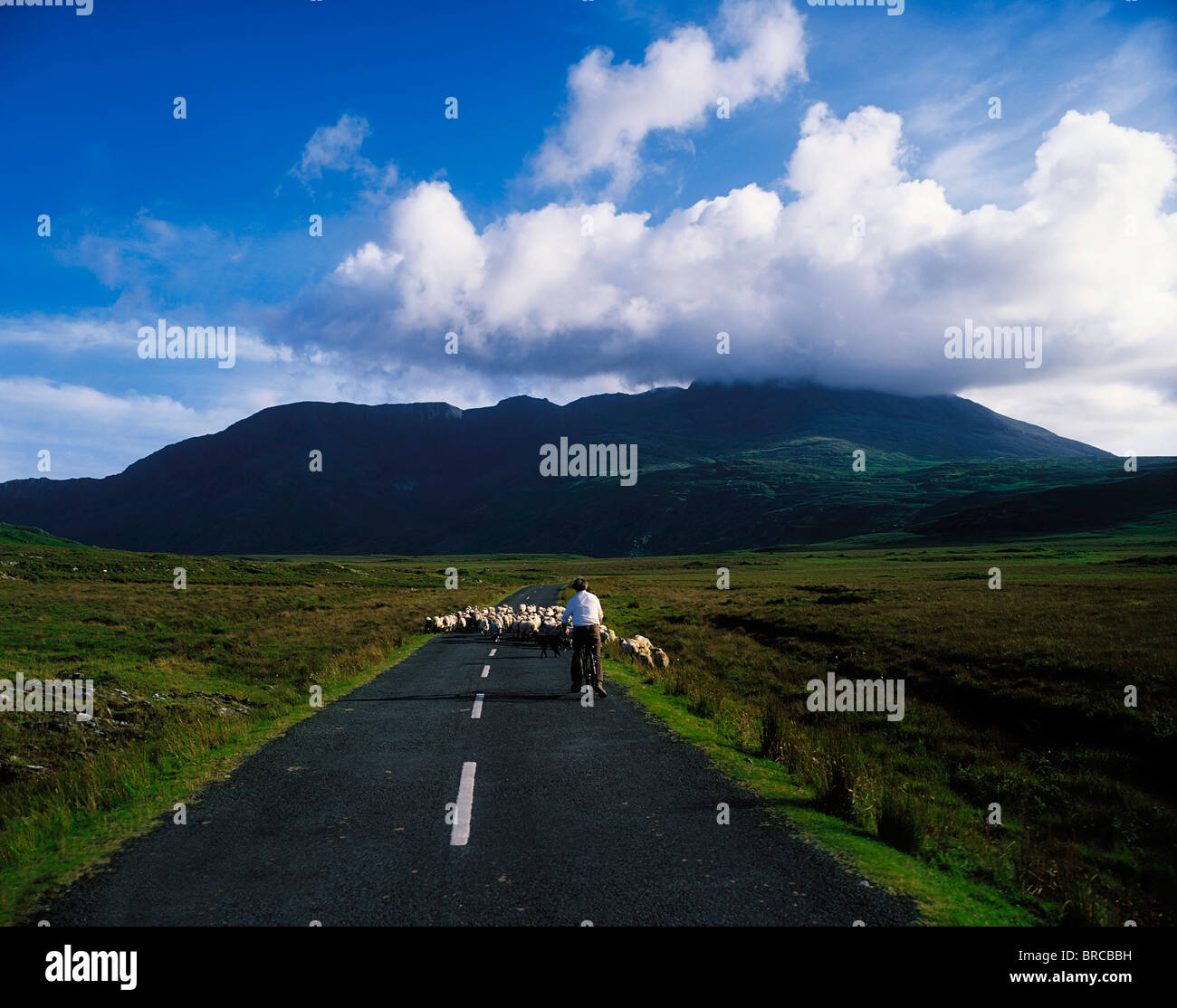 Farmer flock ireland hi-res stock photography and images - Alamy