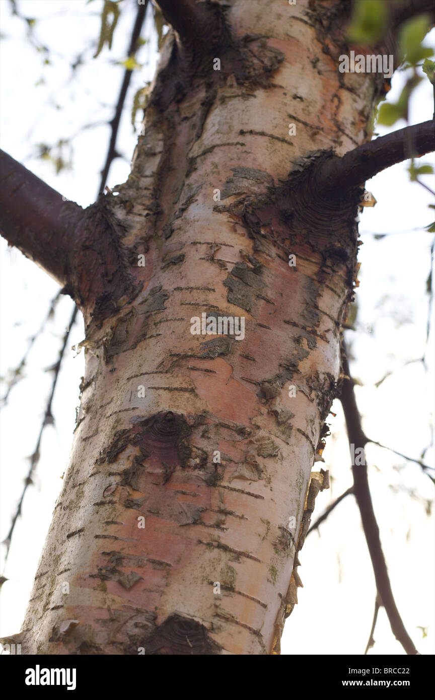 Silver birch tree trunk hi-res stock photography and images - Alamy