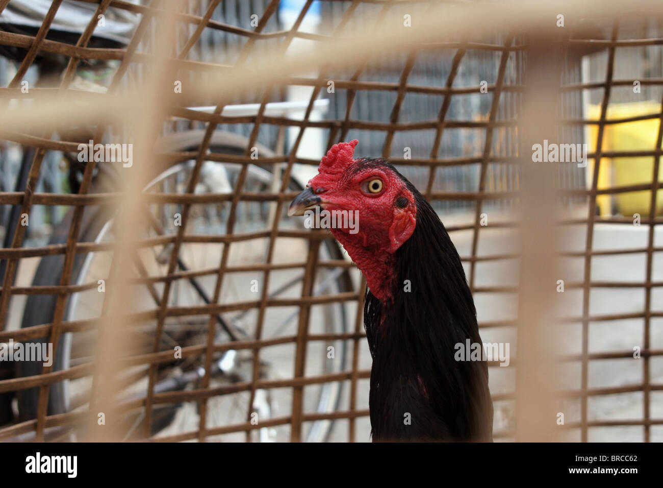 A Thai fighting chicken is on display in a cage on a street in Mae Sai ...