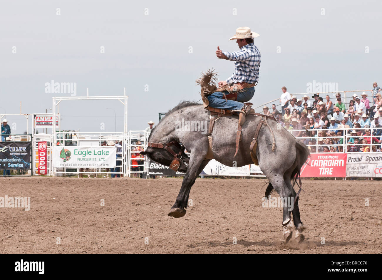 Cowboy, saddle bronc riding, Strathmore Heritage Days, Rodeo ...