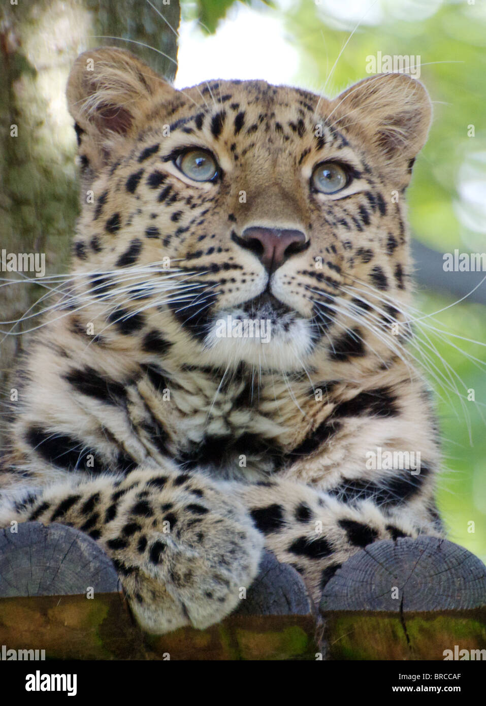 Female Amur leopard up a tree Stock Photo - Alamy