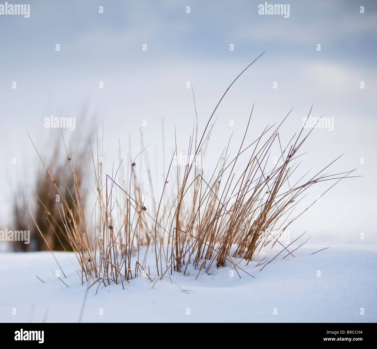 Grasses through snow hi-res stock photography and images - Alamy