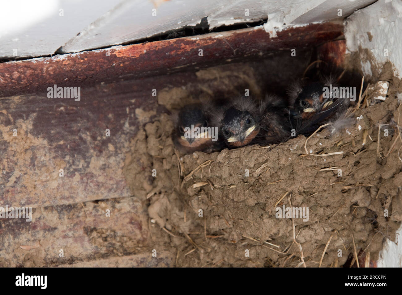 3 Barn Swallows ("Hirundo rustica") fledgling in nest under roof.Young ...