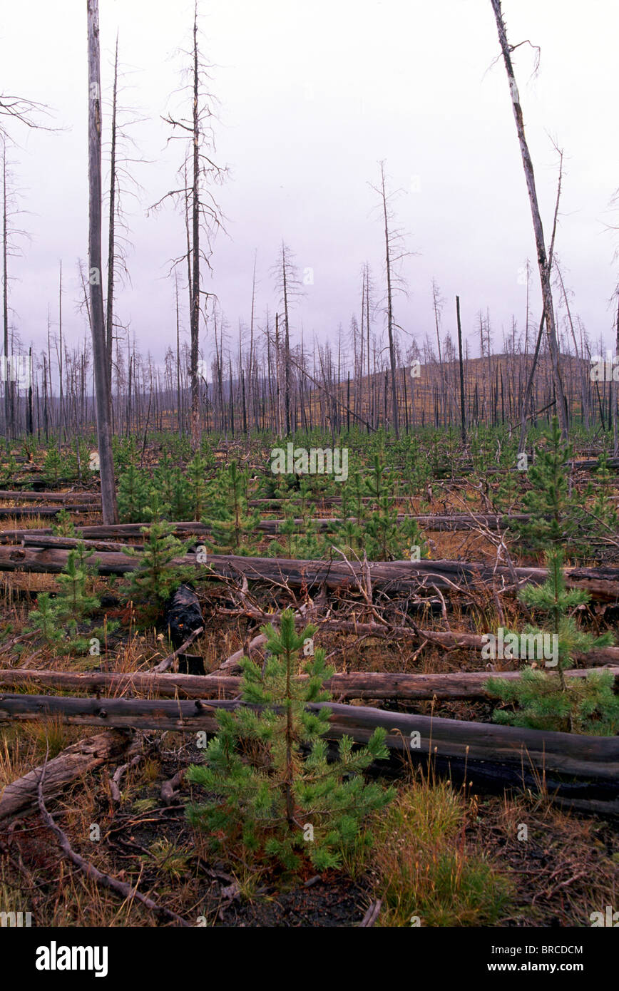 Reforestation, Regeneration and Regrowth after Forest Fire, Northern BC ...