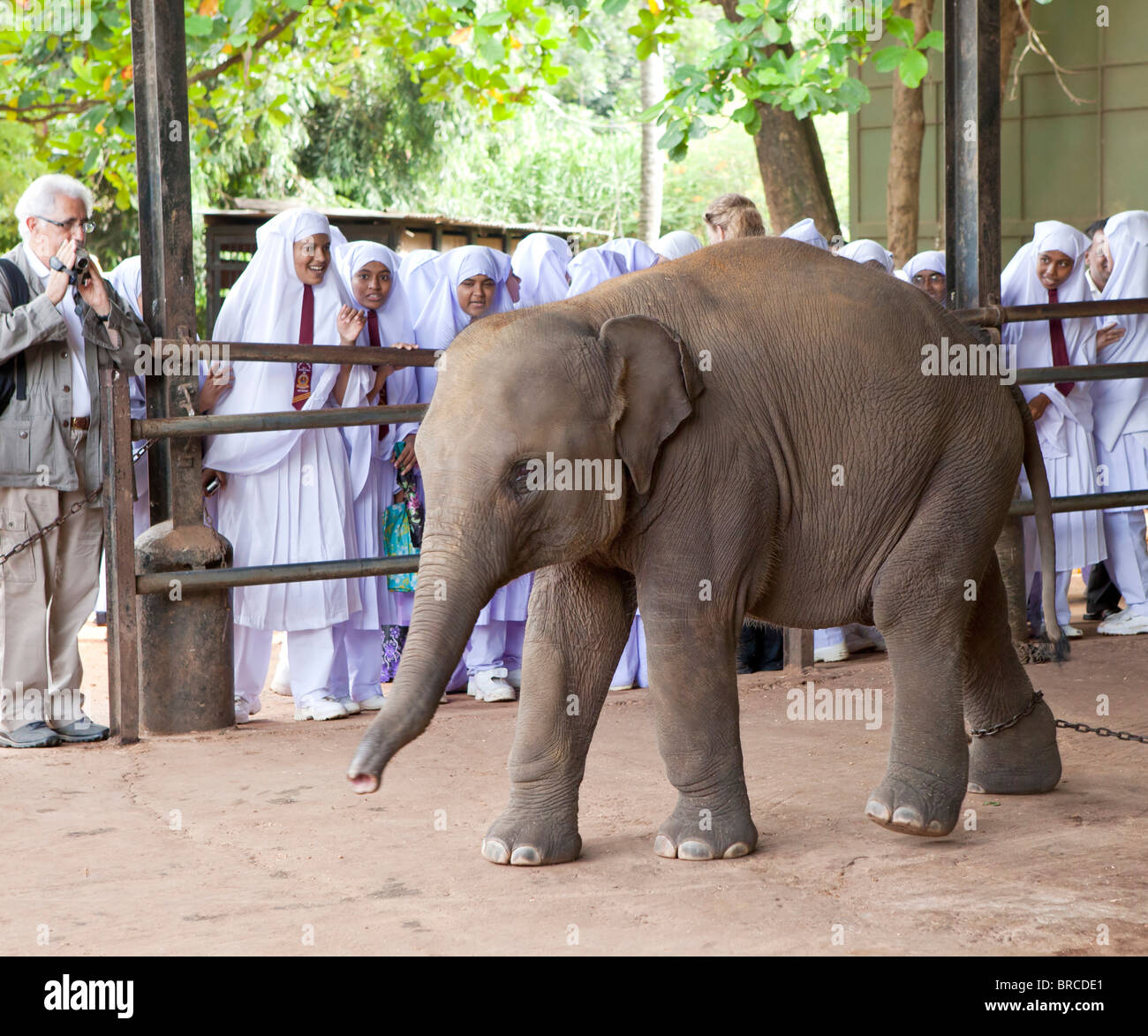 Local schoolchildren watching elephants in The Pinnawela Elephant ...