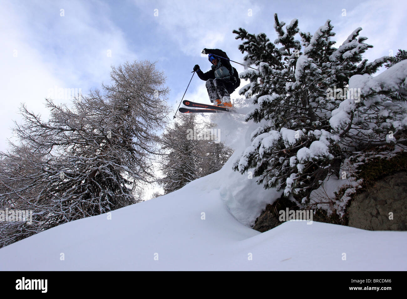A skier jumps over some rocks and between pine trees lifting powder ...