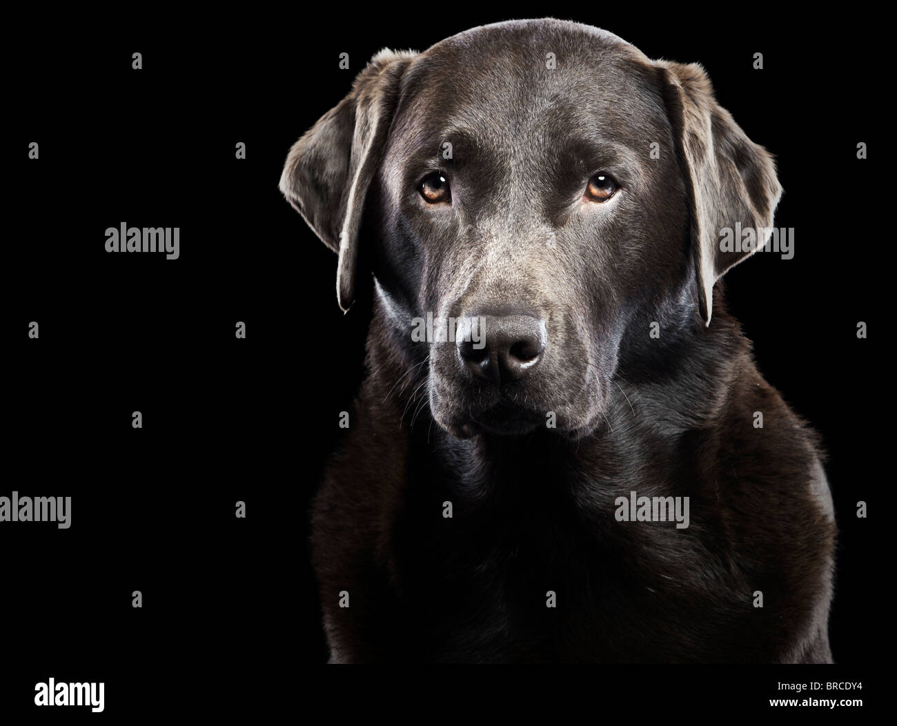 Labrador dog hi-res stock photography and images - Alamy