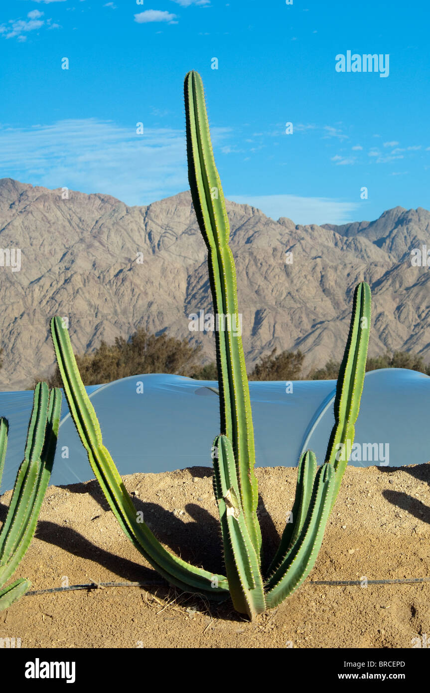 Cactus desert middle east hi-res stock photography and images - Alamy