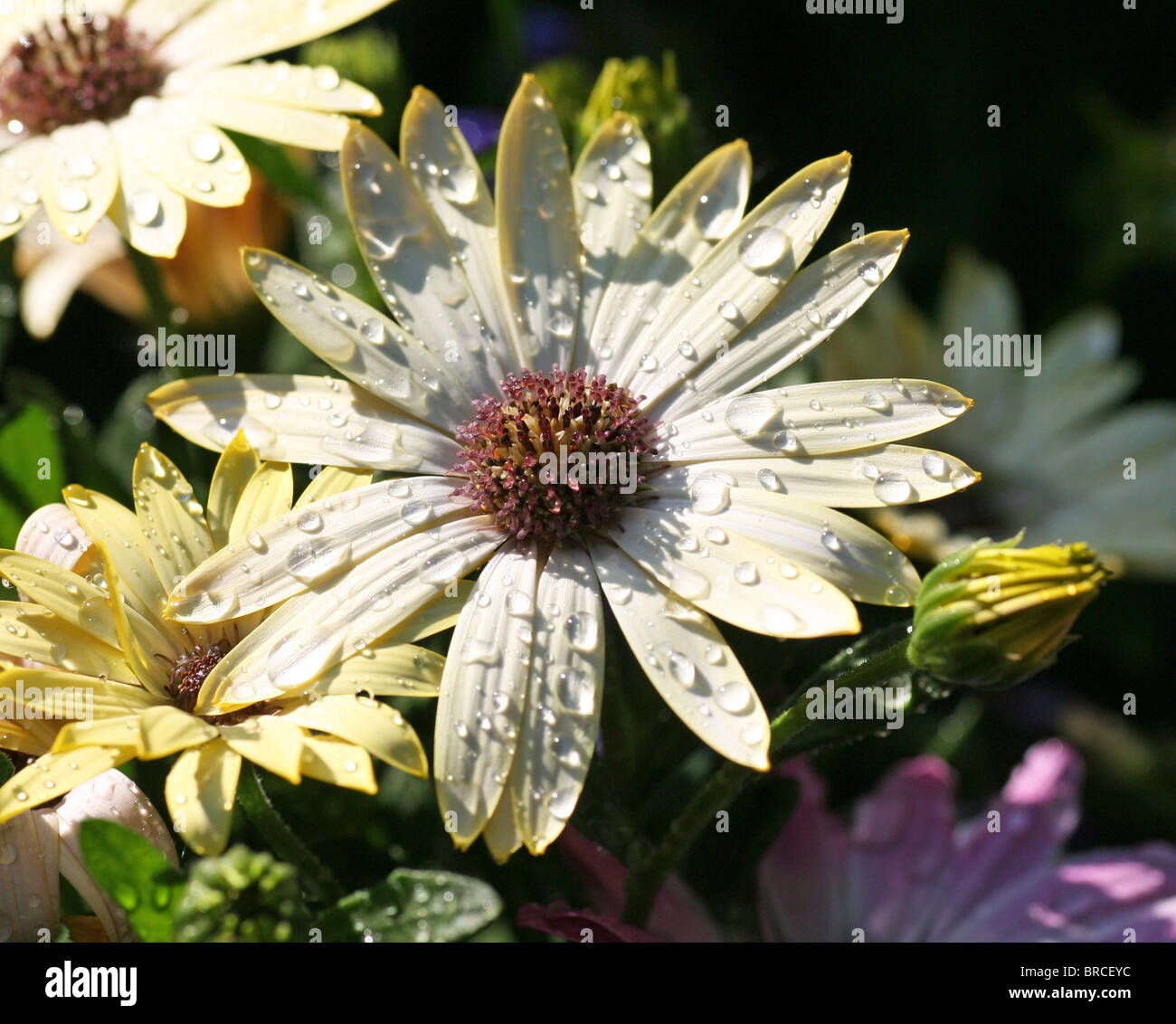 Cape Daisies or Osteospermums covered with water droplets Stock Photo ...