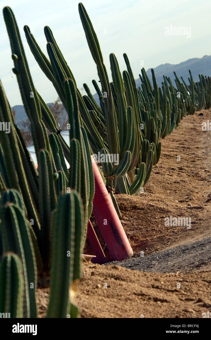 Cactus desert middle east hi-res stock photography and images - Alamy