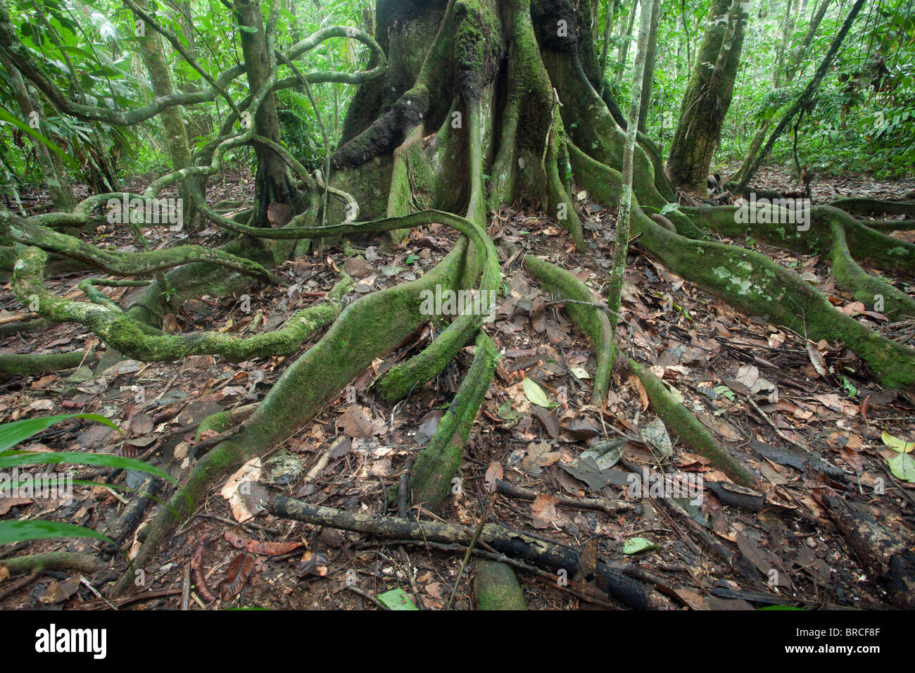 Rainforest tree hi-res stock photography and images - Alamy