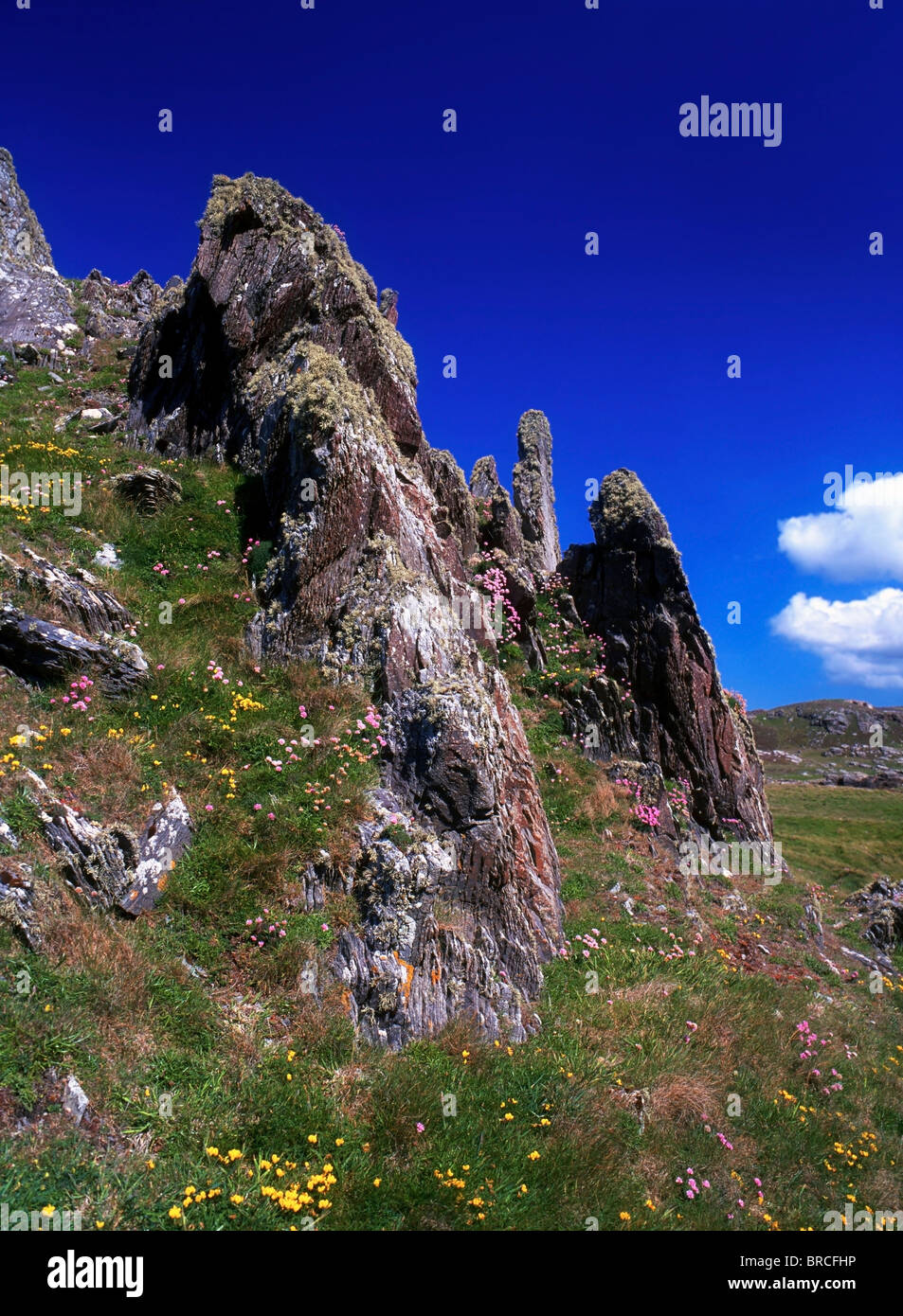 Malin Head, Inishowen, Co Donegal; Flowers Growing On A Rock Formation ...