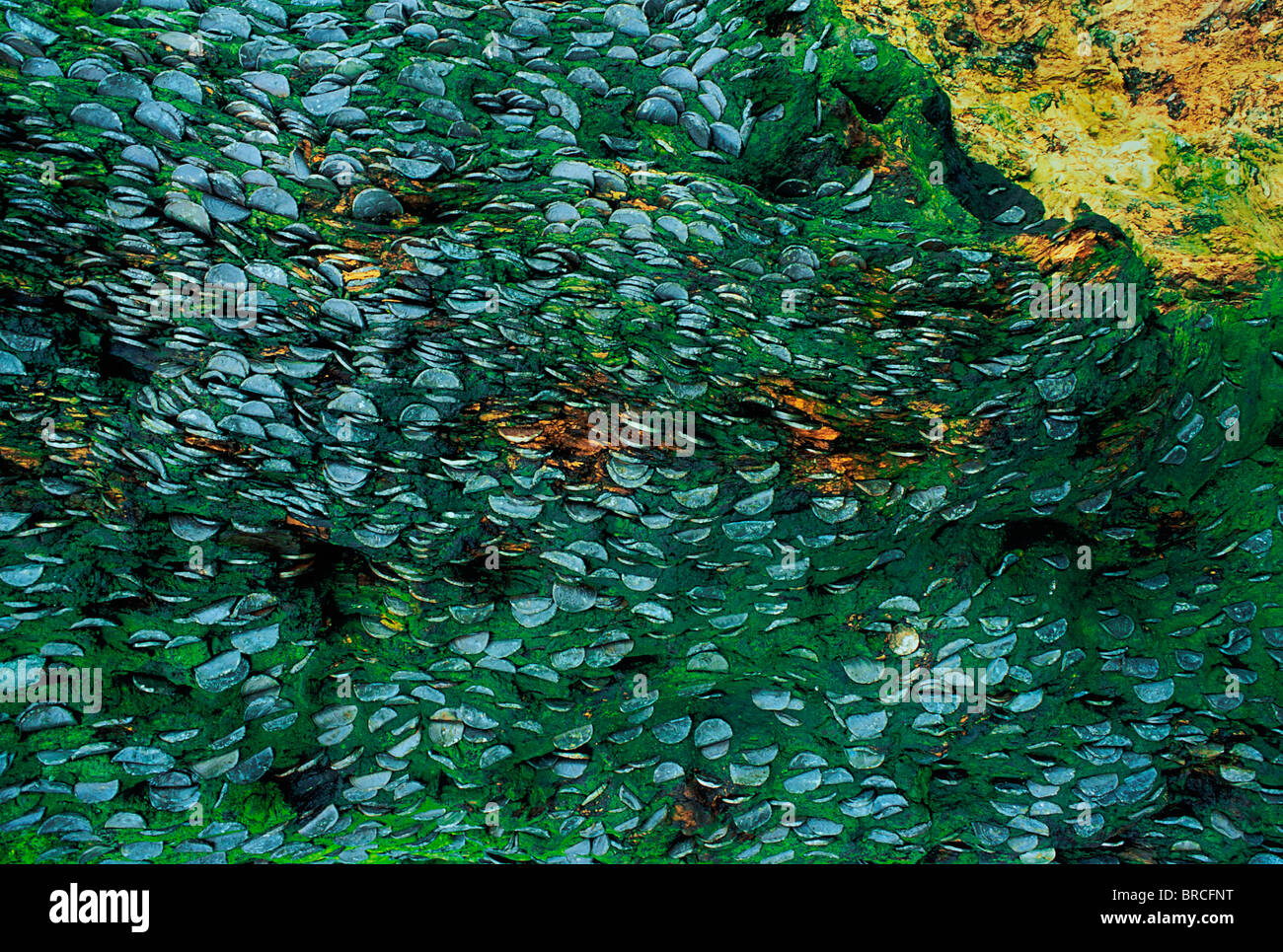 Mountrath hi-res stock photography and images - Alamy