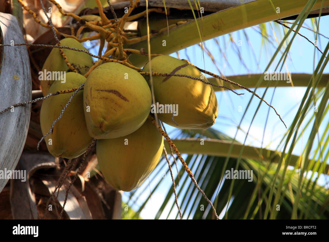 Several coconuts on a tropical palm tree Stock Photo - Alamy