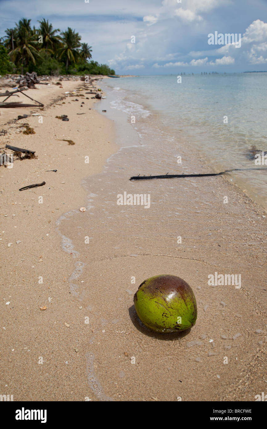 Coconut Seed Dispersal