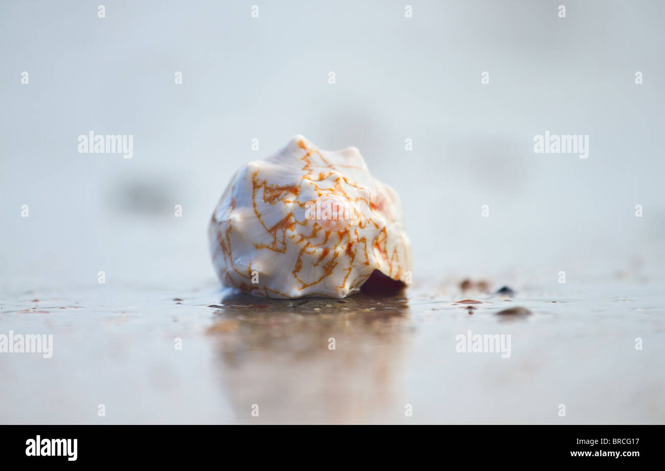 Conidae hi-res stock photography and images - Alamy