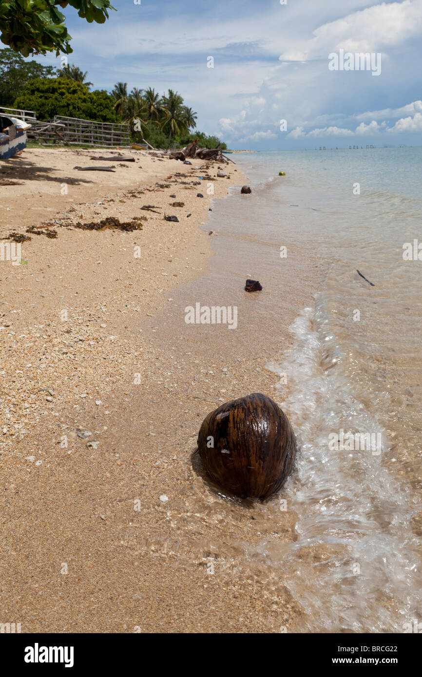 Coconut cast ashore, Libaran Island, Sabah, Borneo Stock Photo - Alamy