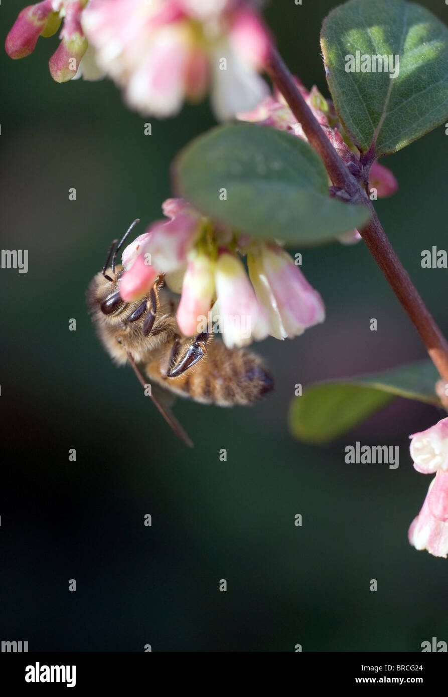 honey bee gathering nectar Stock Photo - Alamy
