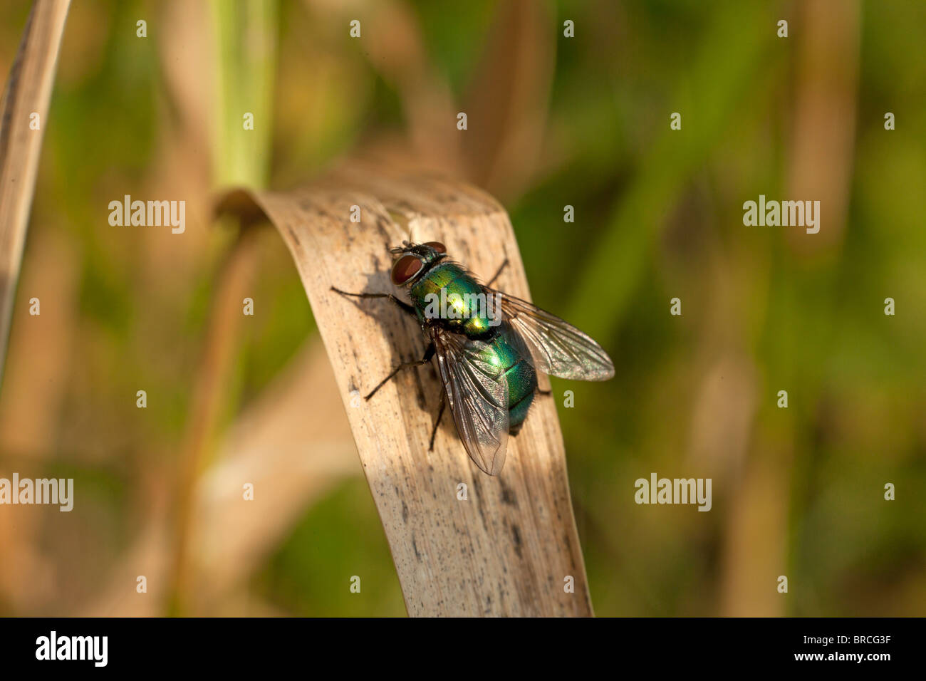green bottle fly (lucilia caesar) sitting on a blade of grass Stock ...