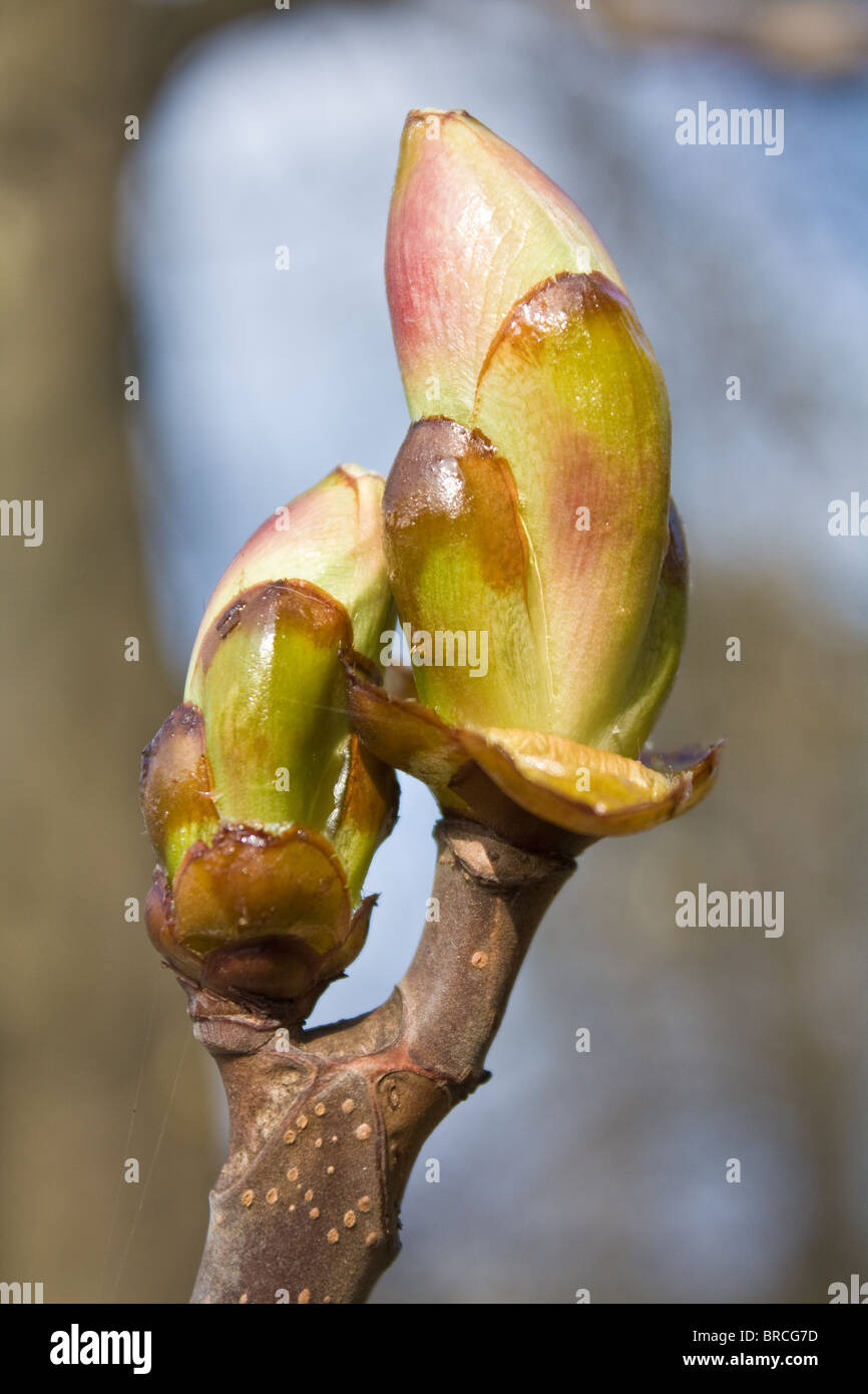 Early spring bud of the horse-chestnut tree Stock Photo - Alamy
