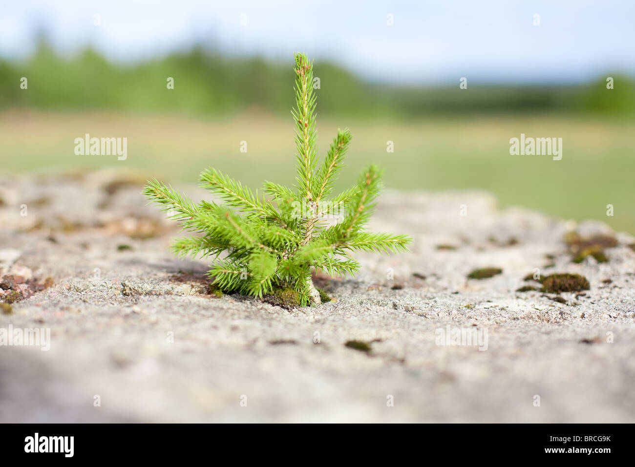 Little fir tree on the rock Stock Photo - Alamy