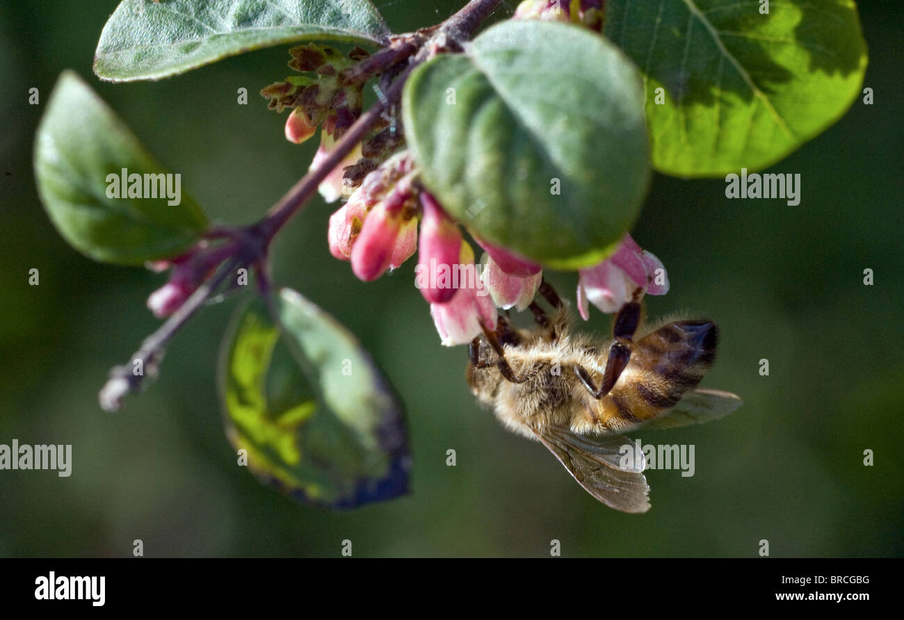 honey bee gathering nectar Stock Photo - Alamy