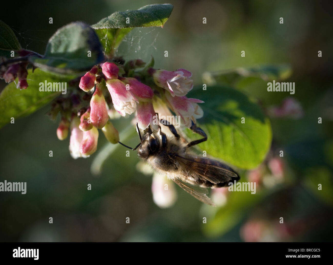 honey bee gathering nectar Stock Photo - Alamy