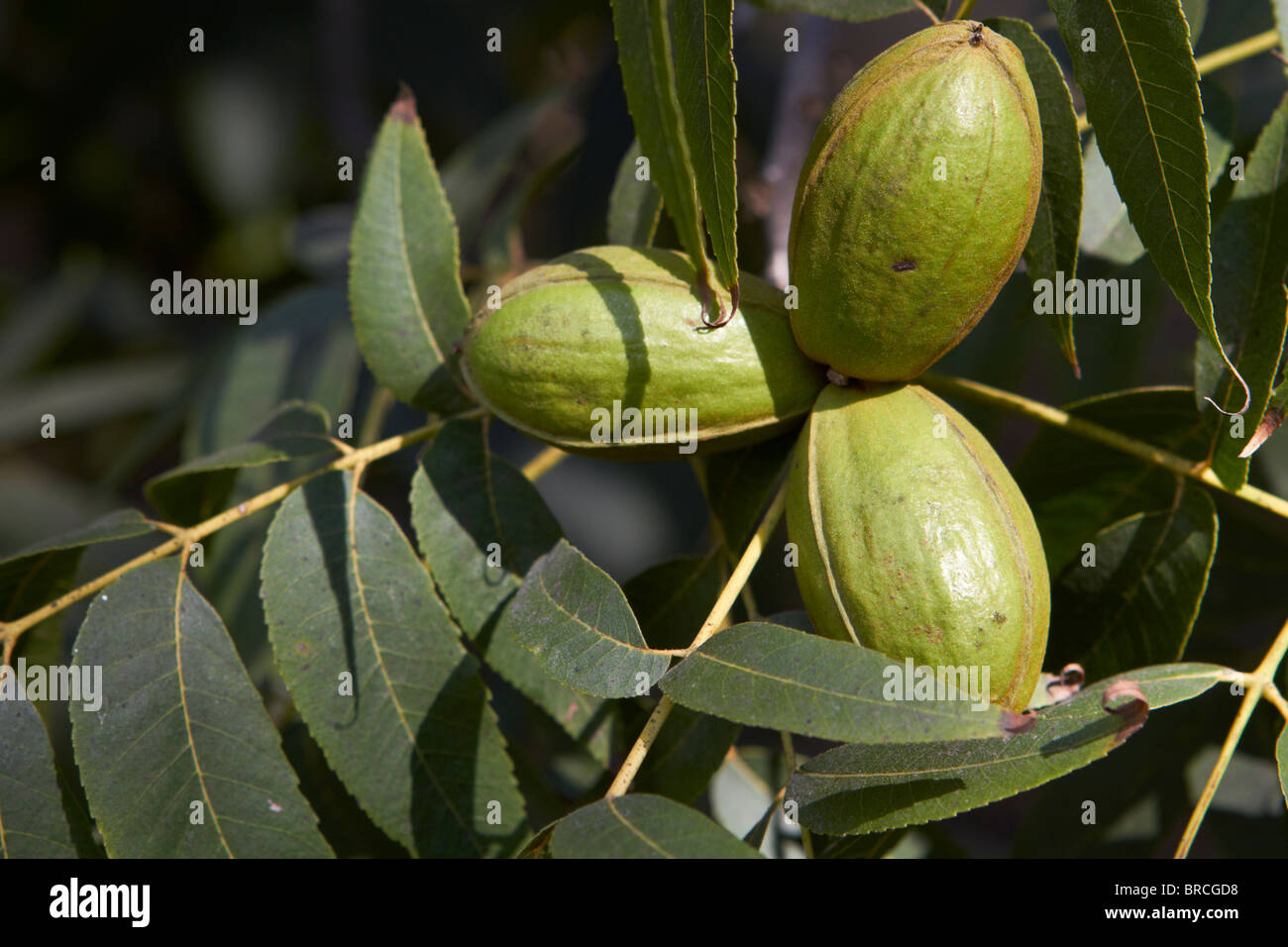 Pecan tree hi-res stock photography and images - Alamy