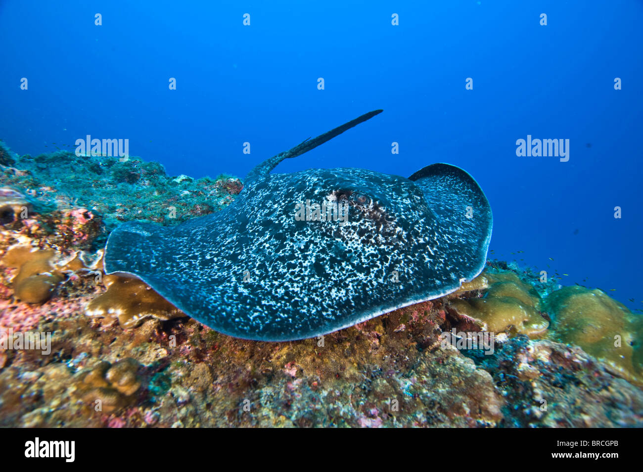 Costa rica marine life hi-res stock photography and images - Alamy